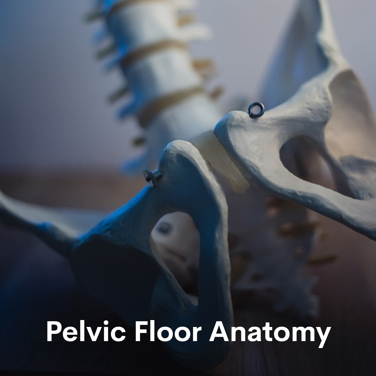 Pelvic Floor Anatomy | WUKA